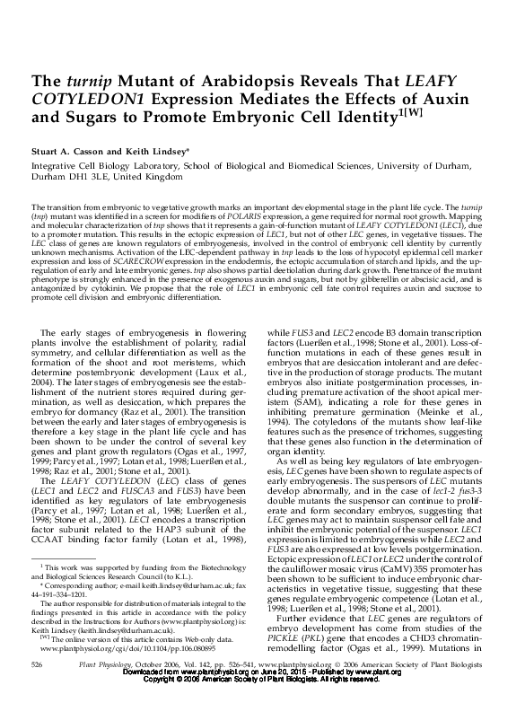 (PDF) The turnip mutant of Arabidopsis reveals that LEAFY COTYLEDON1 ...