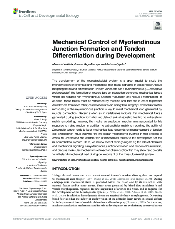 (PDF) Mechanical Control of Myotendinous Junction Formation and Tendon ...