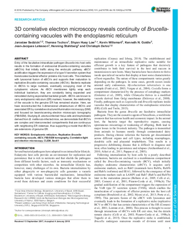 (PDF) 3D correlative electron microscopy reveals continuity of Brucella ...