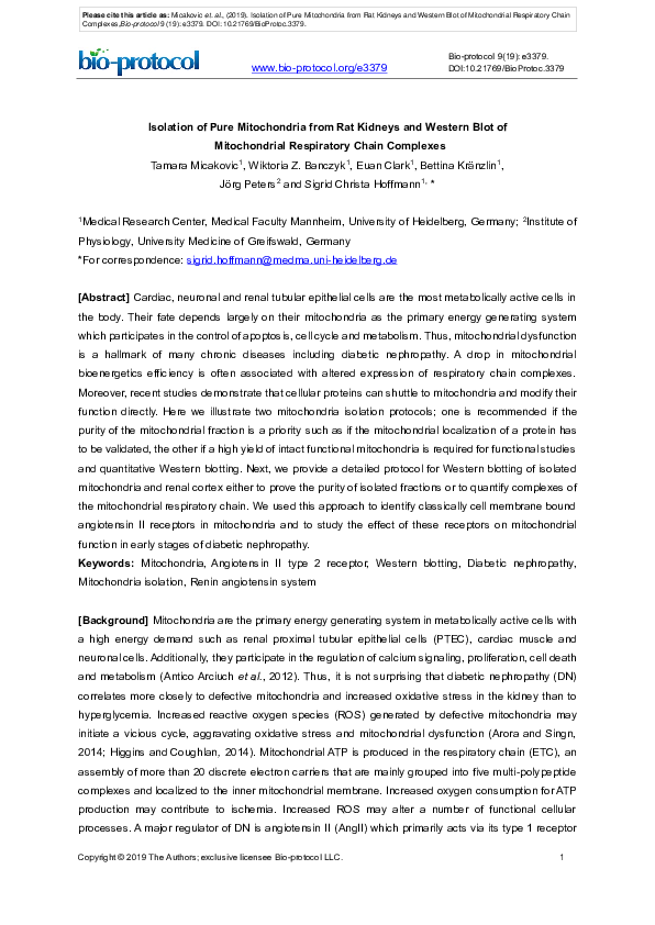 (PDF) Isolation of Pure Mitochondria from Rat Kidneys and Western Blot ...