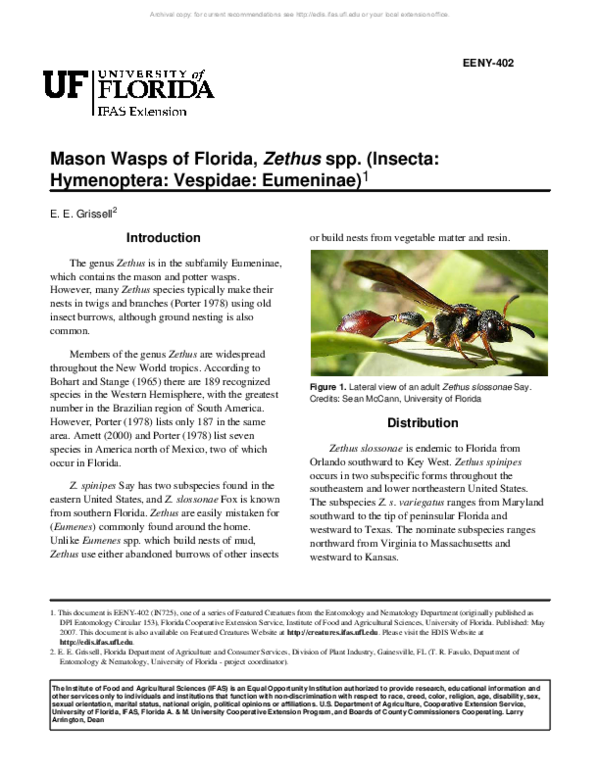 (PDF) Mason Wasps of Florida, Zethus spp. (Insecta: Hymenoptera ...