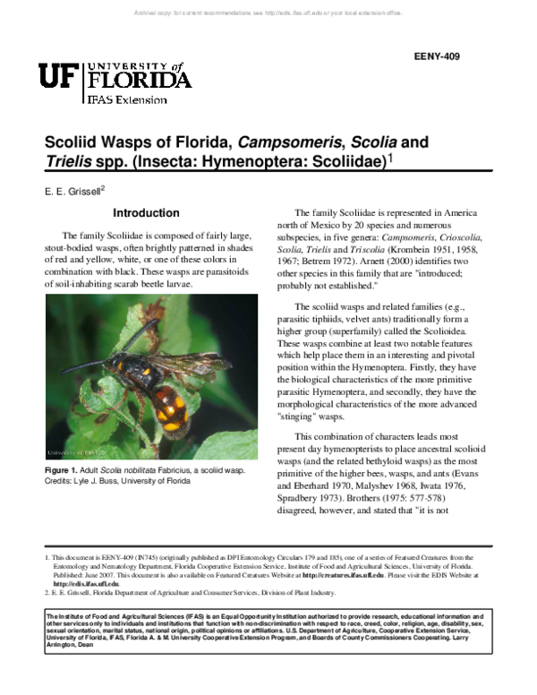 (PDF) Scoliid Wasps of Florida, Campsomeris, Scolia and Trielis spp ...