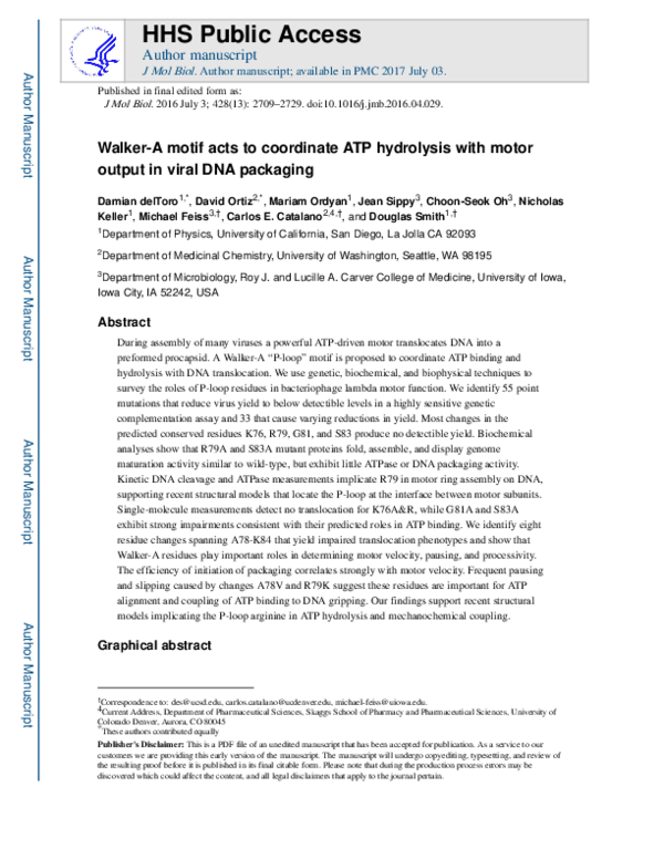 (PDF) Walker-A motif acts to coordinate ATP hydrolysis with motor ...