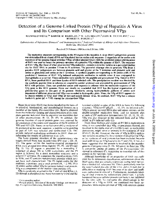 (PDF) Detection of a genome-linked protein (VPg) of hepatitis A virus ...