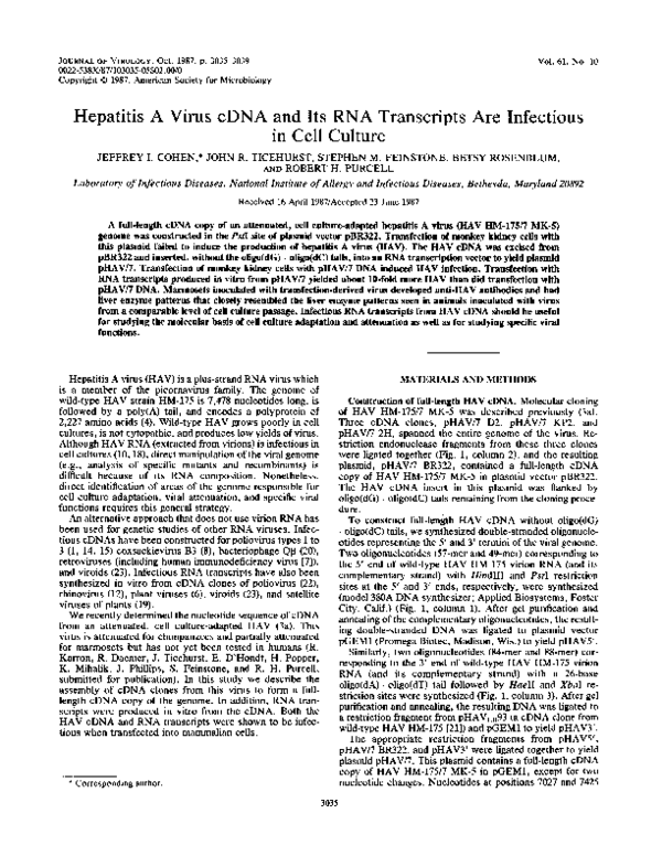 (PDF) Hepatitis A virus cDNA and its RNA transcripts are infectious in ...