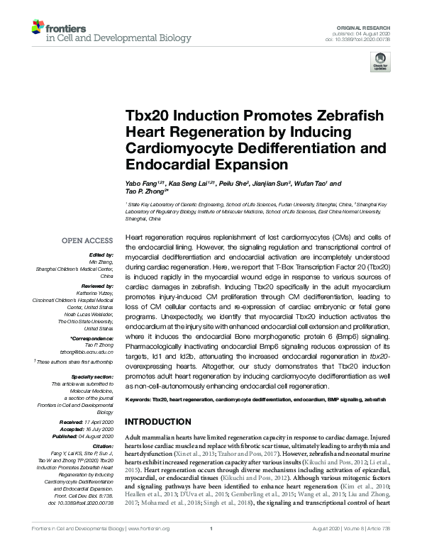 (PDF) Tbx20 Induction Promotes Zebrafish Heart Regeneration by Inducing ...