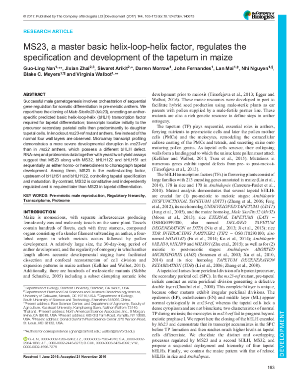 (PDF) MS23, a master basic helix-loop-helix factor, regulates the ...