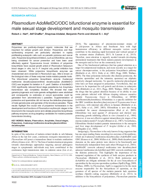 (PDF) Bifunctional AdoMetDC/ODC Enzyme in Plasmodium Development