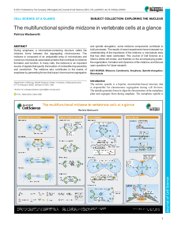 (PDF) The multifunctional spindle midzone in vertebrate cells at a glance