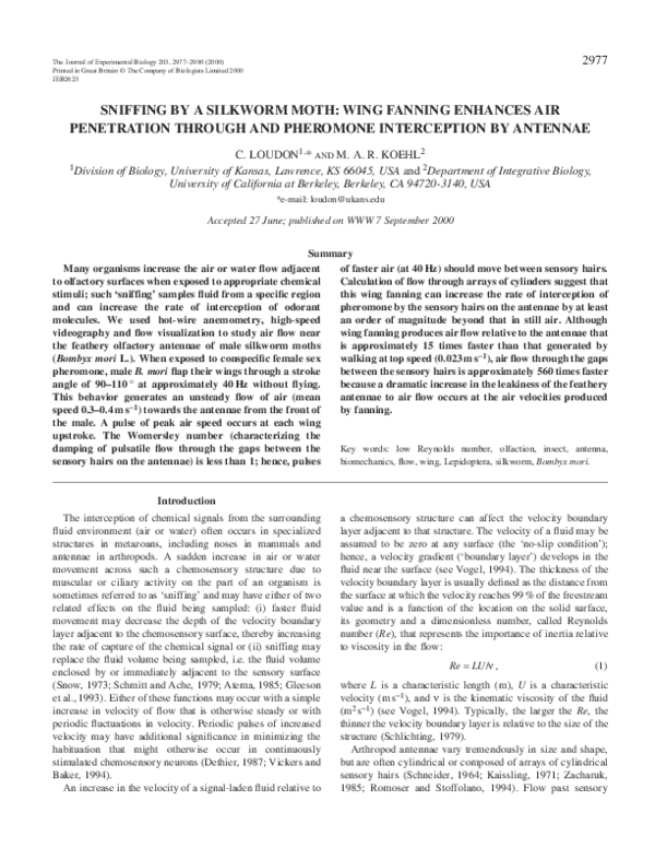 (PDF) Sniffing by a silkworm moth: wing fanning enhances air ...