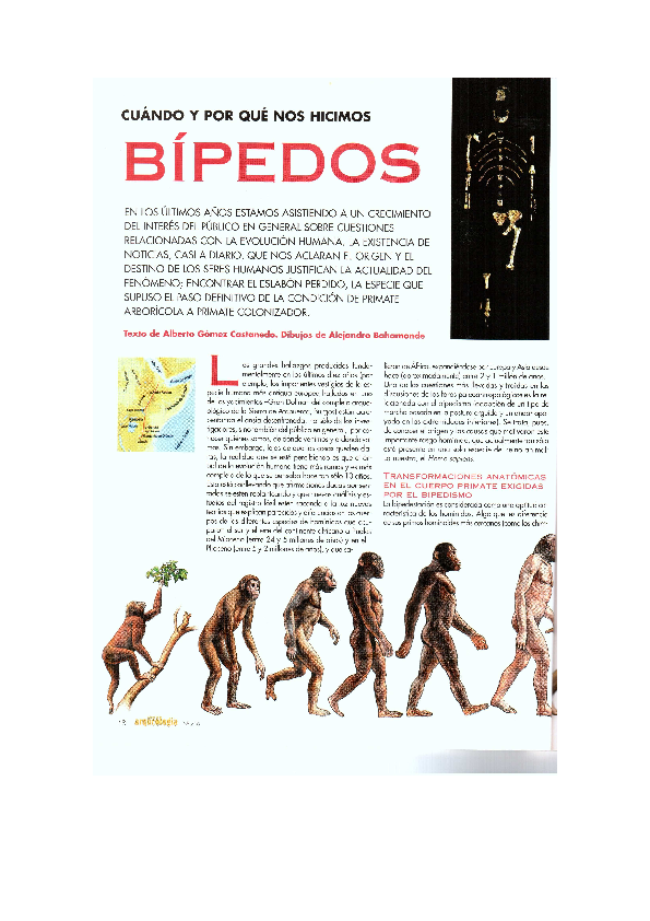 (PDF) Cuándo y por qué nos hicimos bípedos