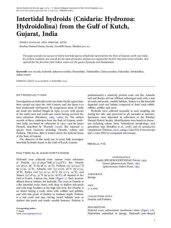 (PDF) Intertidal hydroids (Cnidaria: Hydrozoa: Hydroidolina) from the ...