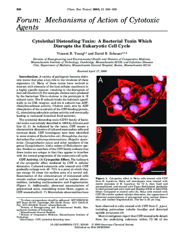 (PDF) Cytolethal Distending Toxin: A Bacterial Toxin Which Disrupts the ...