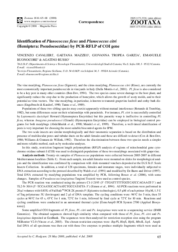 (PDF) Identification of Planococcus ficus and Planococcus citri