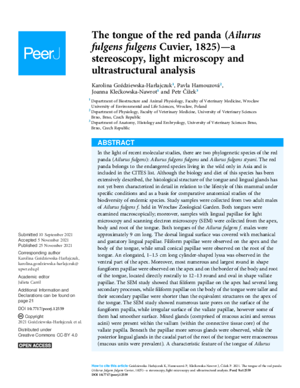 (PDF) The tongue of the red panda (Ailurus fulgens fulgens Cuvier, 1825 ...