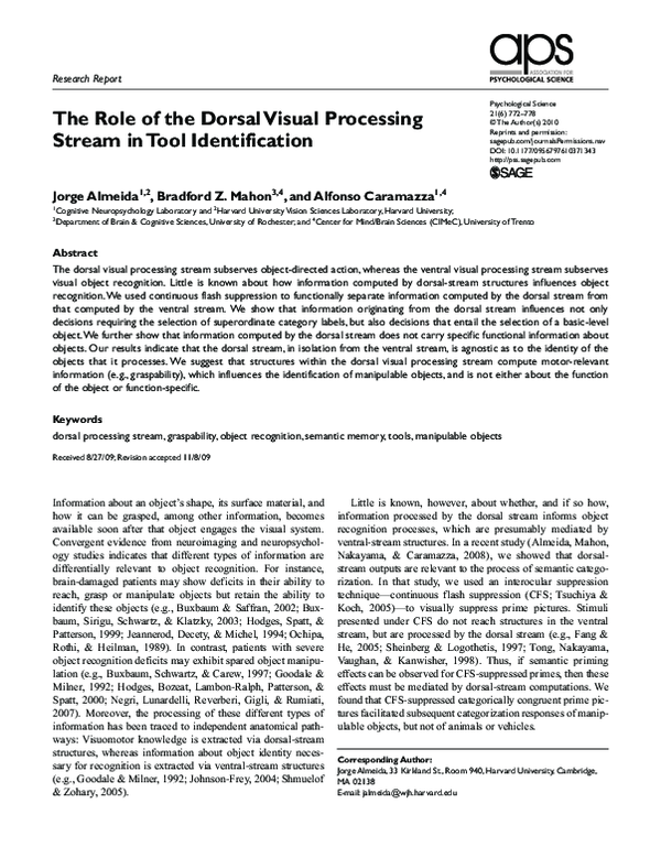 (PDF) The role of the dorsal visual processing stream in tool ...