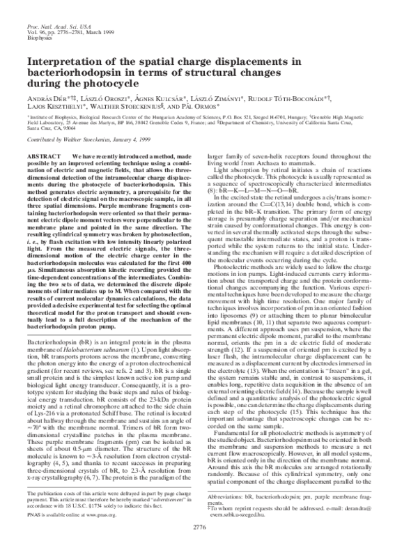 (PDF) Interpretation of the spatial charge displacements in bacteriorhodopsin in terms of ...