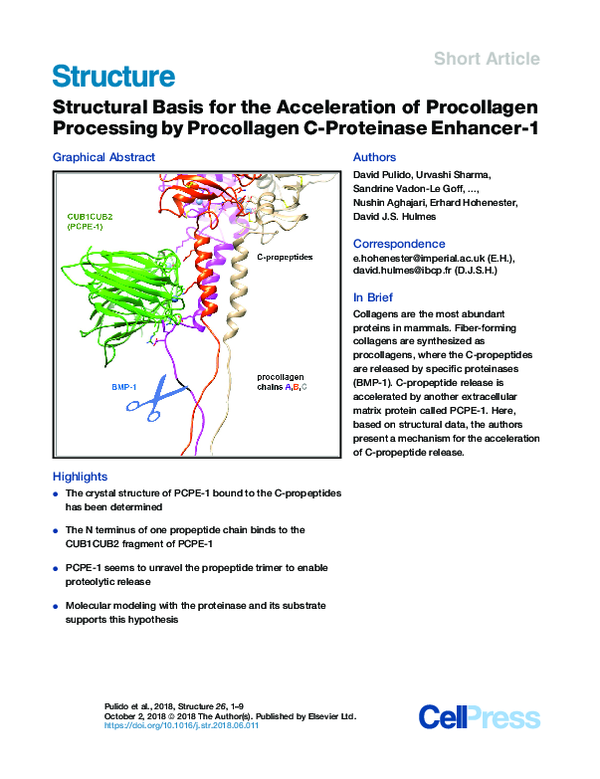 (PDF) Structural Basis for the Acceleration of Procollagen Processing ...