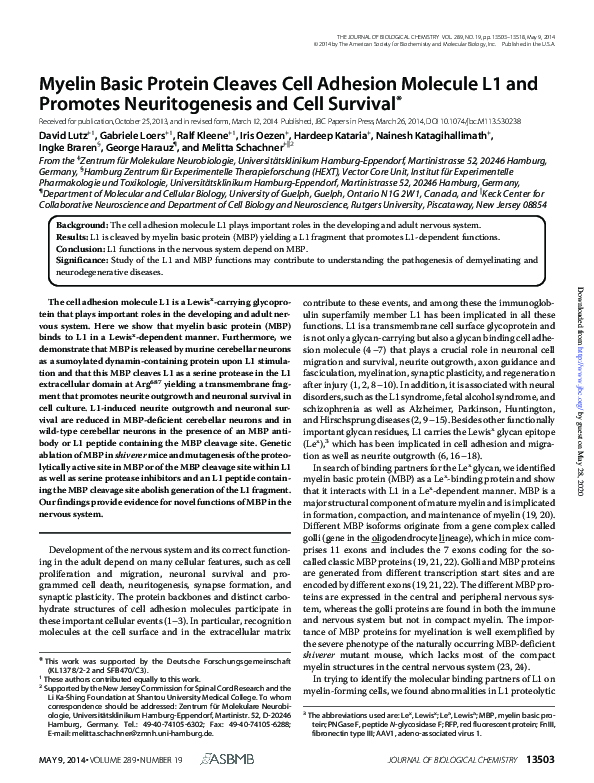 (PDF) Myelin basic protein cleaves cell adhesion molecule L1 and ...