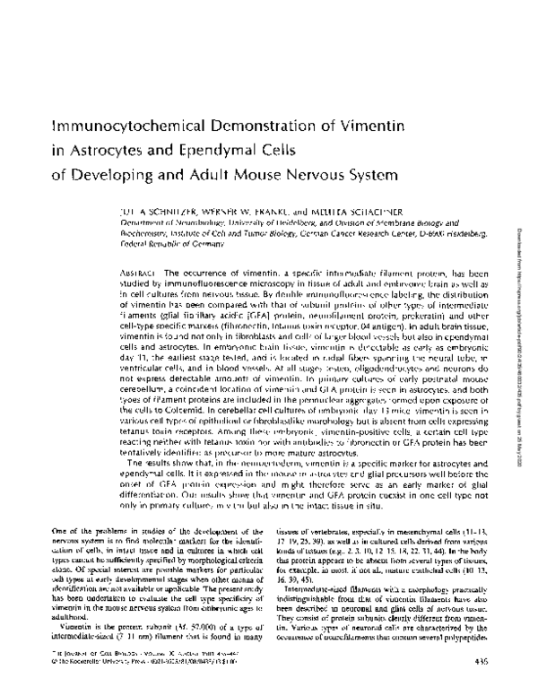 (PDF) Immunocytochemical demonstration of vimentin in astrocytes and ...