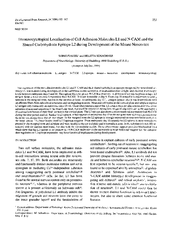 (PDF) Immunocytological localization of cell adhesion molecules L1 and ...