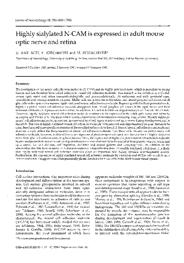 (PDF) Highly sialylated N-CAM is expressed in adult mouse optic nerve ...