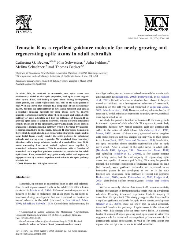 (PDF) Tenascin-R as a repellent guidance molecule for newly growing and ...