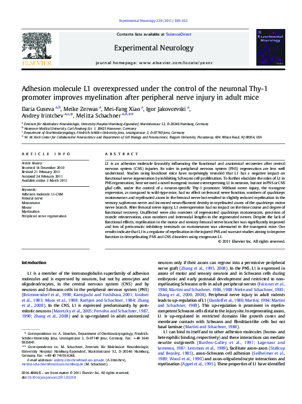 (PDF) Adhesion molecule L1 overexpressed under the control of the ...