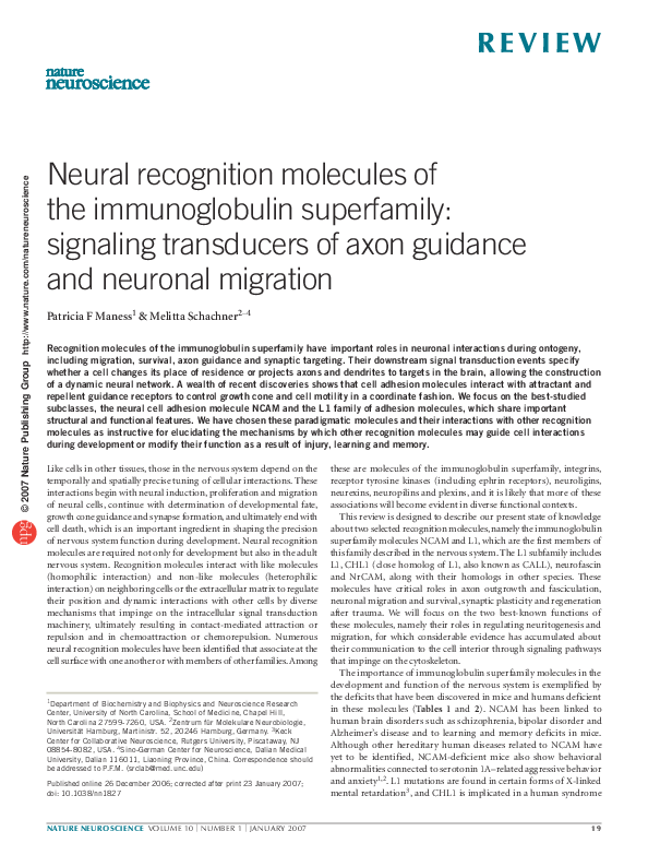 (PDF) Neural recognition molecules of the immunoglobulin superfamily ...
