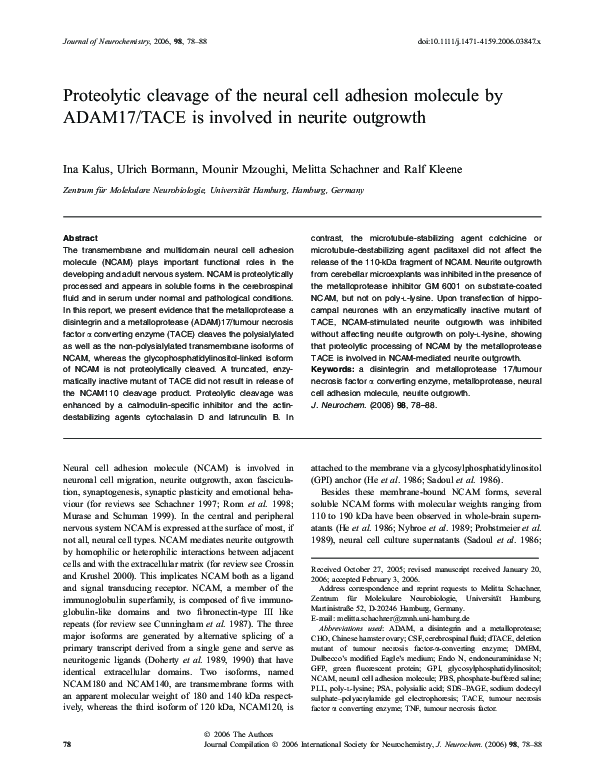 (PDF) Proteolytic cleavage of the neural cell adhesion molecule by ...