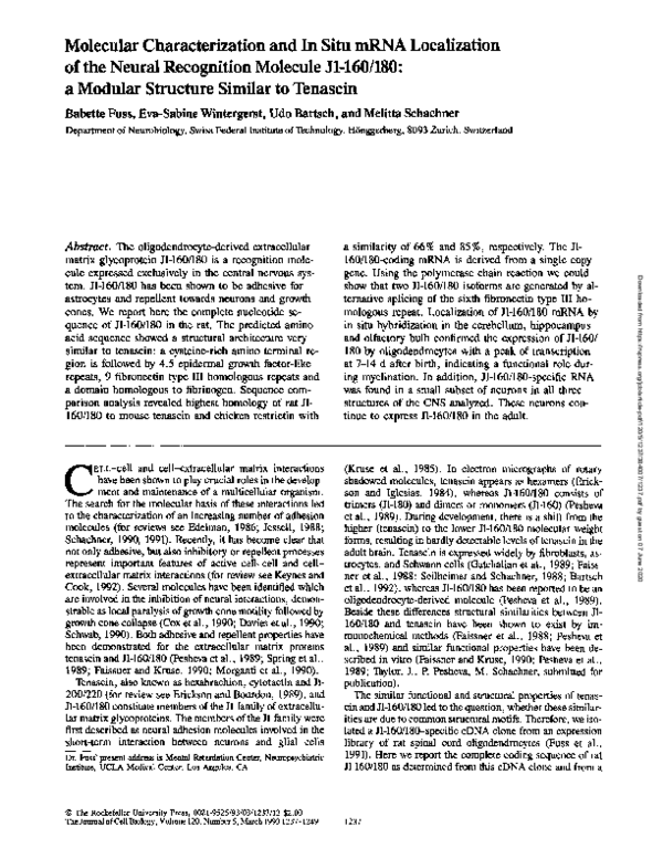 (PDF) Molecular characterization and in situ mRNA localization of the ...
