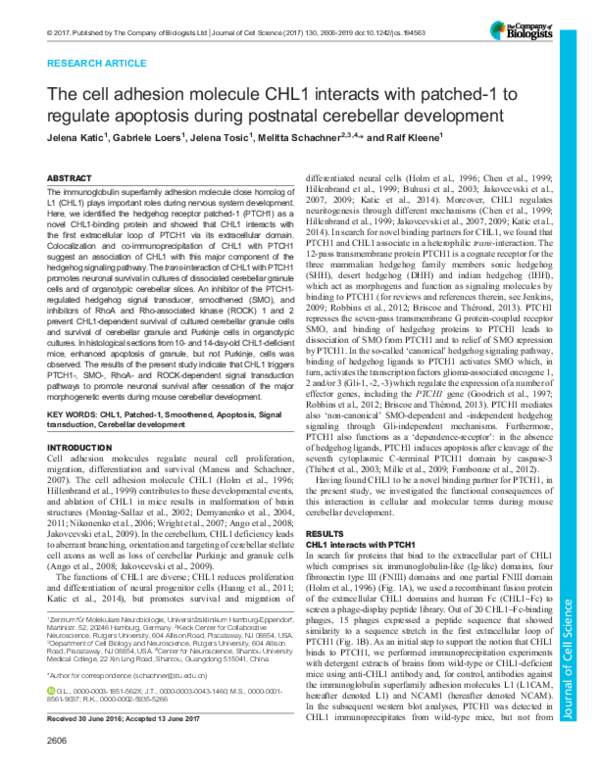(PDF) The cell adhesion molecule CHL1 interacts with patched-1 to ...