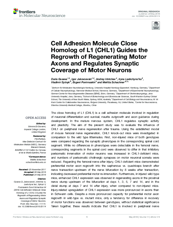 (PDF) Cell Adhesion Molecule Close Homolog of L1 (CHL1) Guides the ...