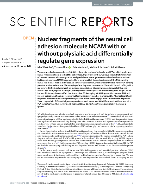 (PDF) Nuclear fragments of the neural cell adhesion molecule NCAM with or without polysialic ...