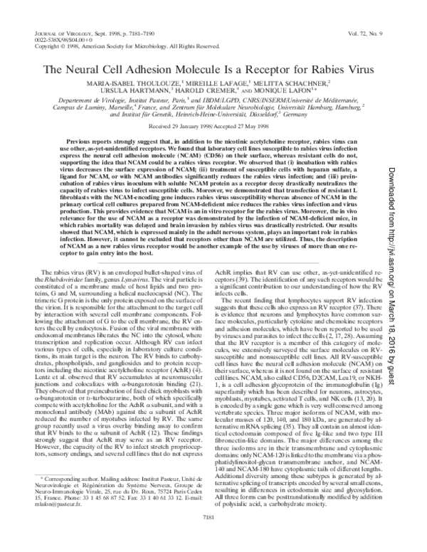(PDF) The Neural Cell Adhesion Molecule Is a Receptor for Rabies Virus