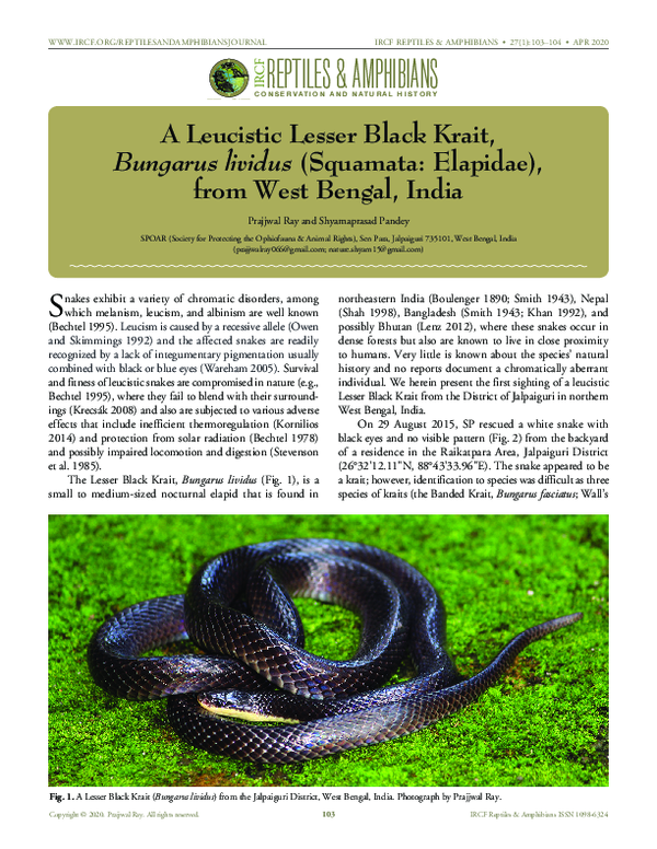 (PDF) A leucistic Lesser Black Krait, Bungarus lividus (Squamata ...