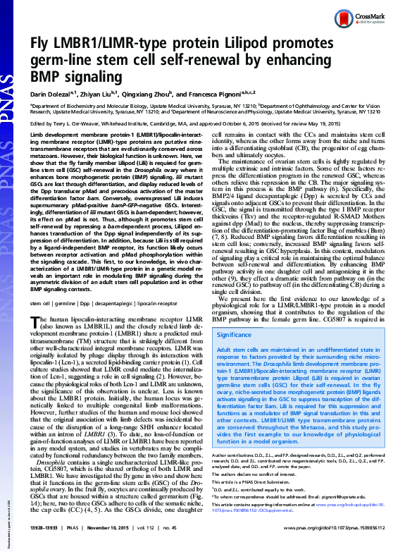 (PDF) Fly LMBR1/LIMR-type protein Lilipod promotes germ-line stem cell ...