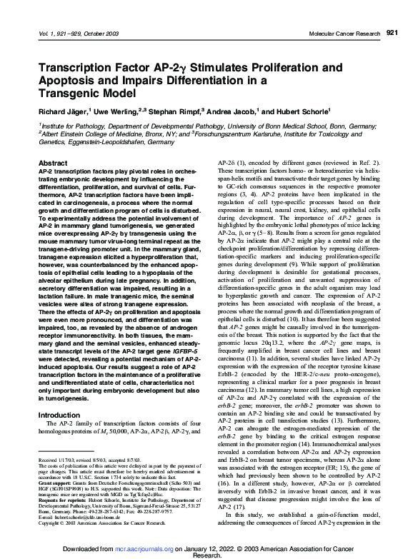 (PDF) Transcription Factor AP-2; Stimulates Proliferation and Apoptosis ...