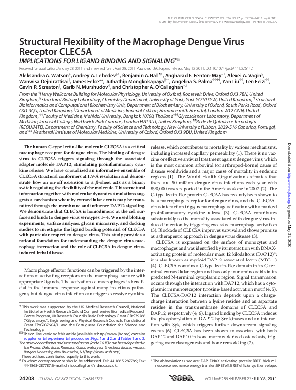 (PDF) Structural Flexibility of the Macrophage Dengue Virus Receptor ...