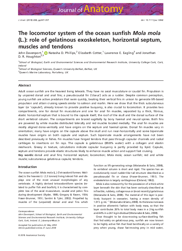 (PDF) The locomotor system of the ocean sunfish Mola mola (L.): role of ...