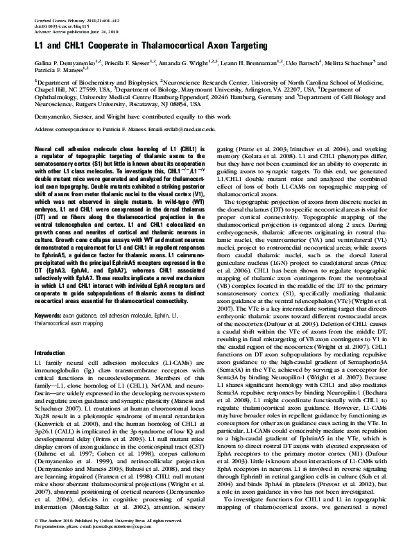 (PDF) L1 and CHL1 Cooperate in Thalamocortical Axon Targeting