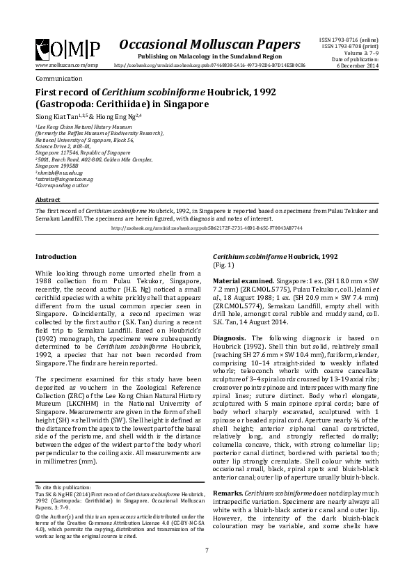 (PDF) First record of Cerithium scobiniforme Houbrick, 1992 (Gastropoda ...