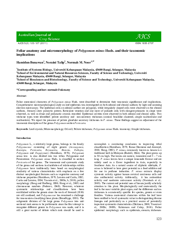 (PDF) Foliar anatomy and micromorphology of Polygonum minus Huds. and ...