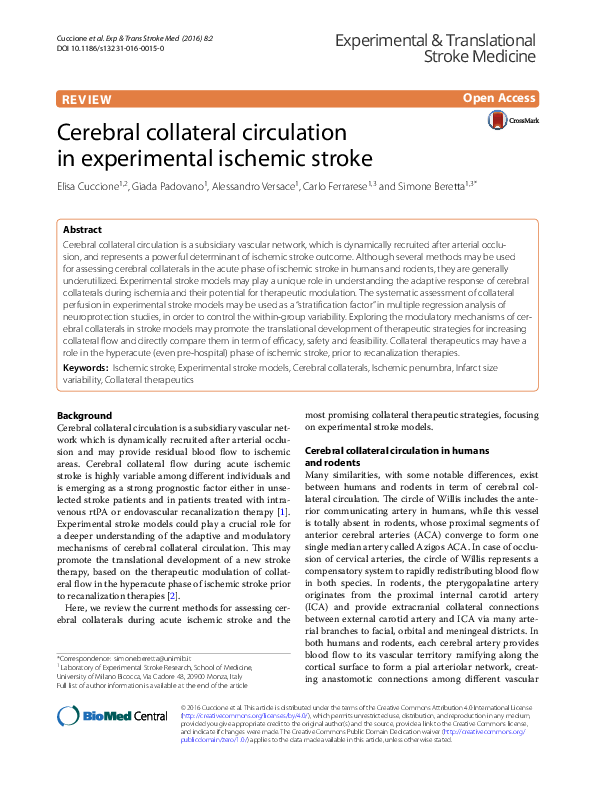 Cerebral collateral circulation in experimental ischemic stroke