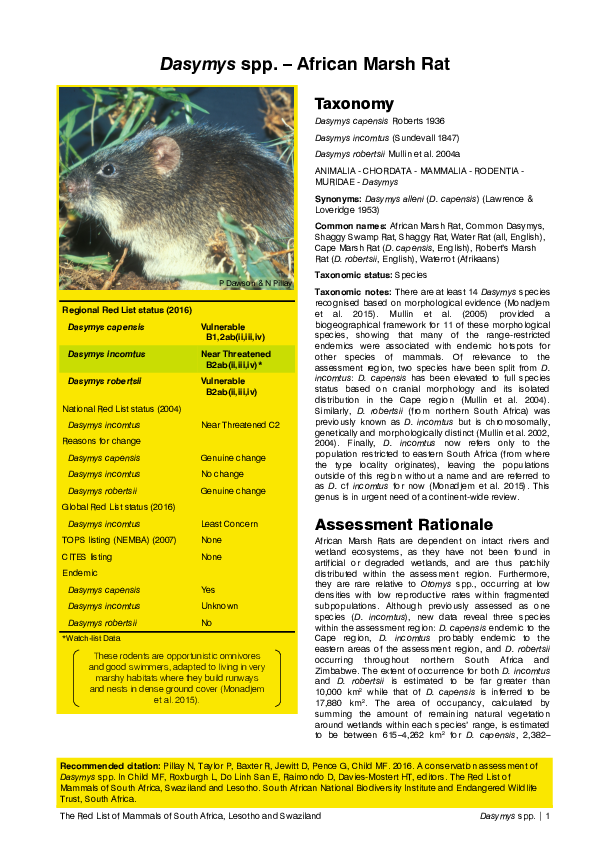 (PDF) Dasymys spp. – African Marsh Rat