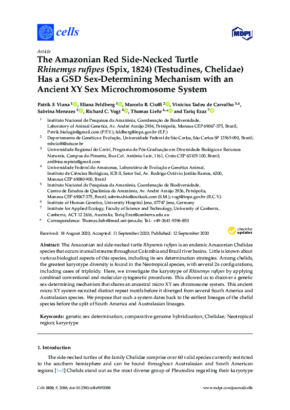 (PDF) The Amazonian Red Side-Necked Turtle Rhinemys rufipes (Spix, 1824 ...