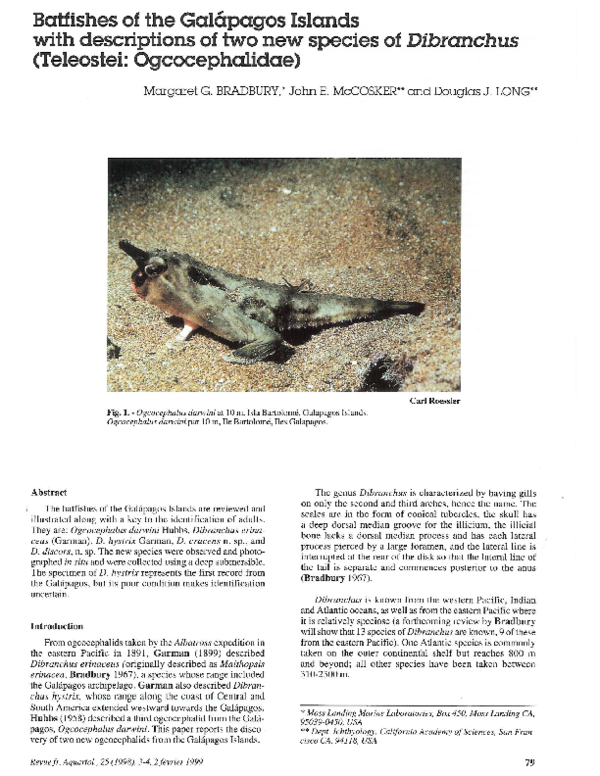 (PDF) Batfishes of the Galápagos Islands with descriptions of two new ...