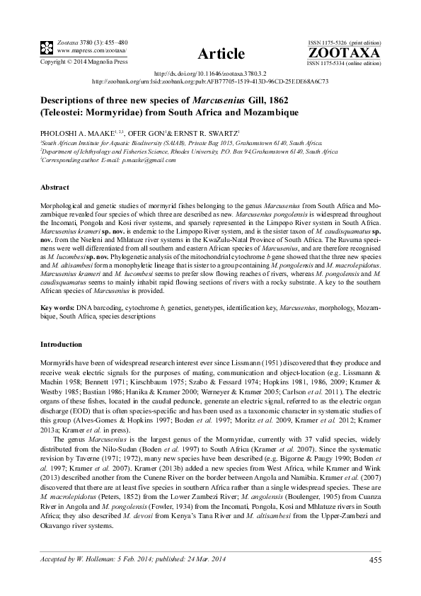 (PDF) Descriptions of three new species of Marcusenius Gill, 1862