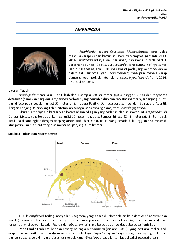 (PDF) Amphipoda