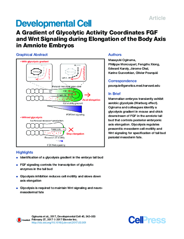 (PDF) A Gradient of Glycolytic Activity Coordinates FGF and Wnt ...